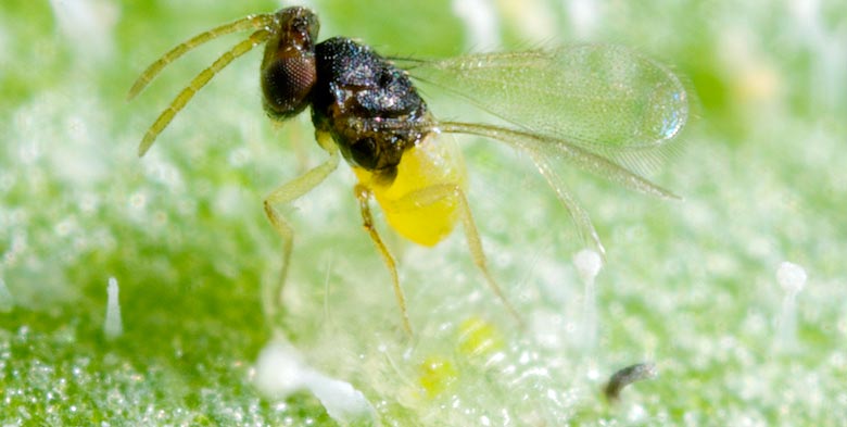 BIO ZAHRADA – zatočte se škůdci rostlin ekologicky! - Zahradnictví ...